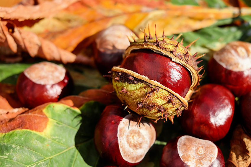 What Are the Fall Fruits and Vegetables? | FizzUp